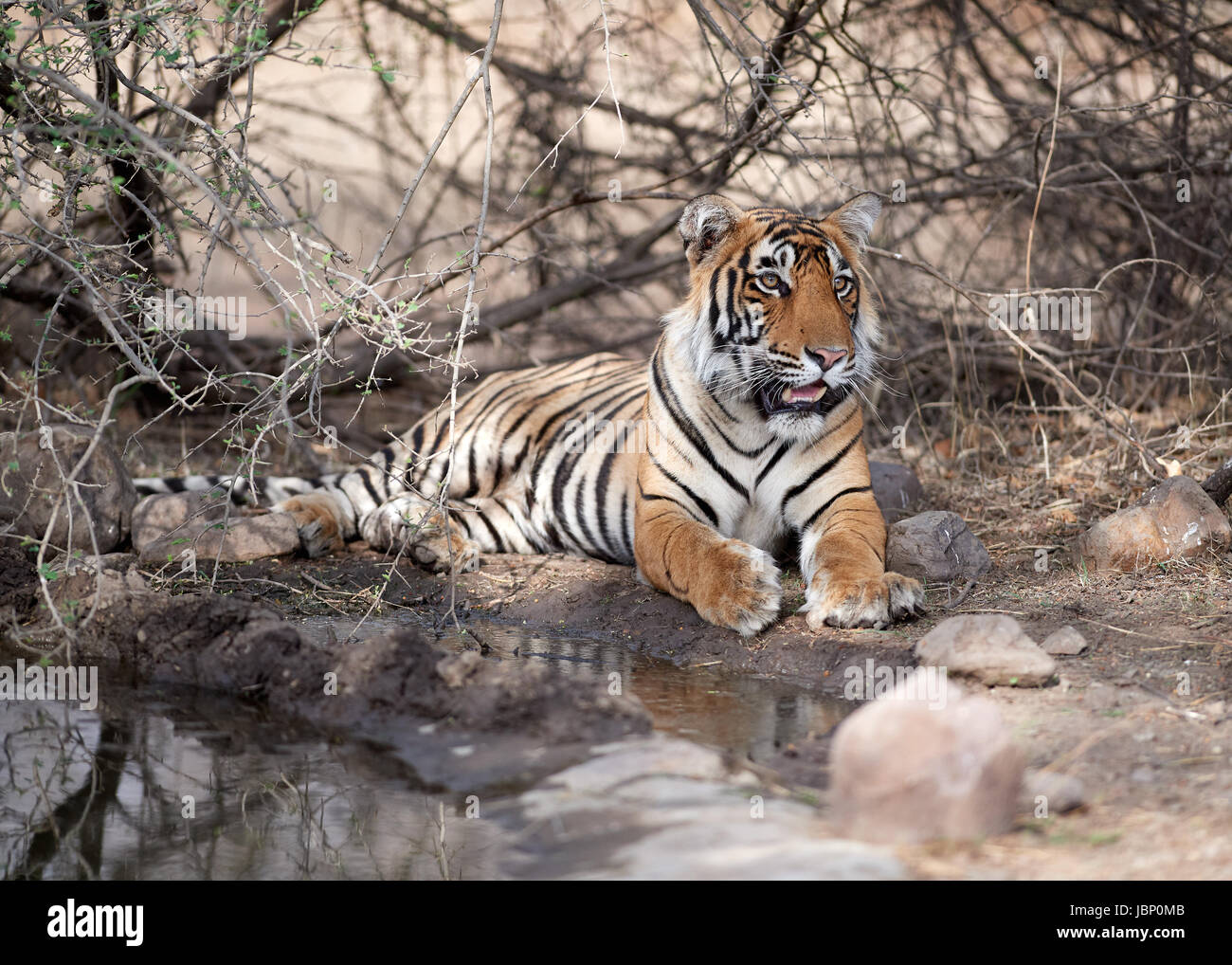 Junior Indu's male cub at a water hole Stock Photo - Alamy