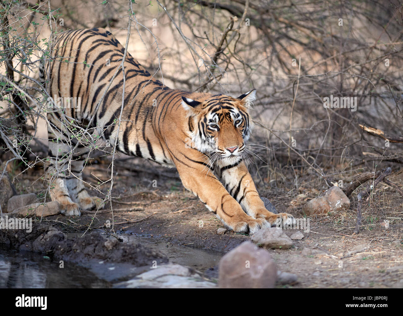 Junior Indu's male cub at a water hole Stock Photo - Alamy