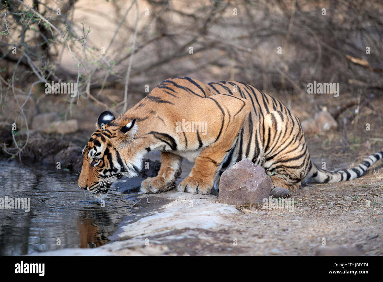 Junior Indu's male cub at a water hole drinking Stock Photo - Alamy