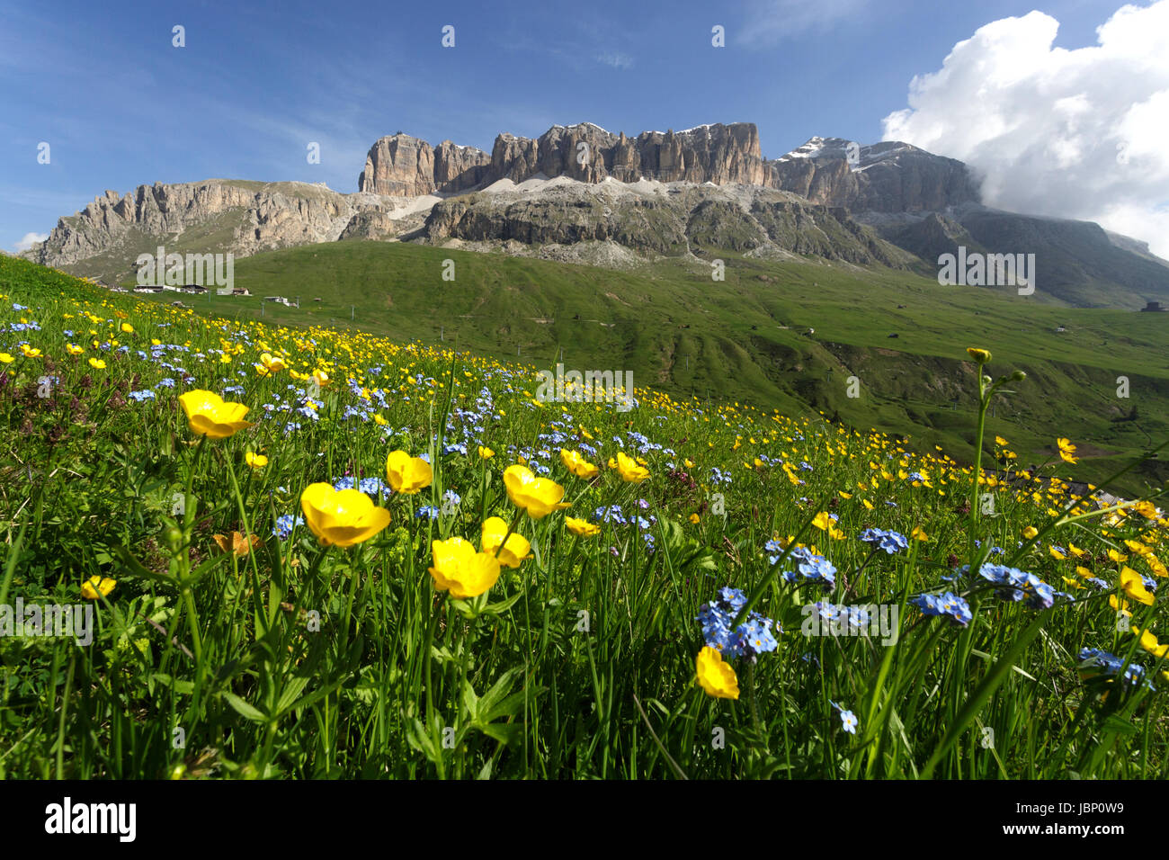 Grassland with yellow flowers in front of the mountains, Passo Pordoi ...