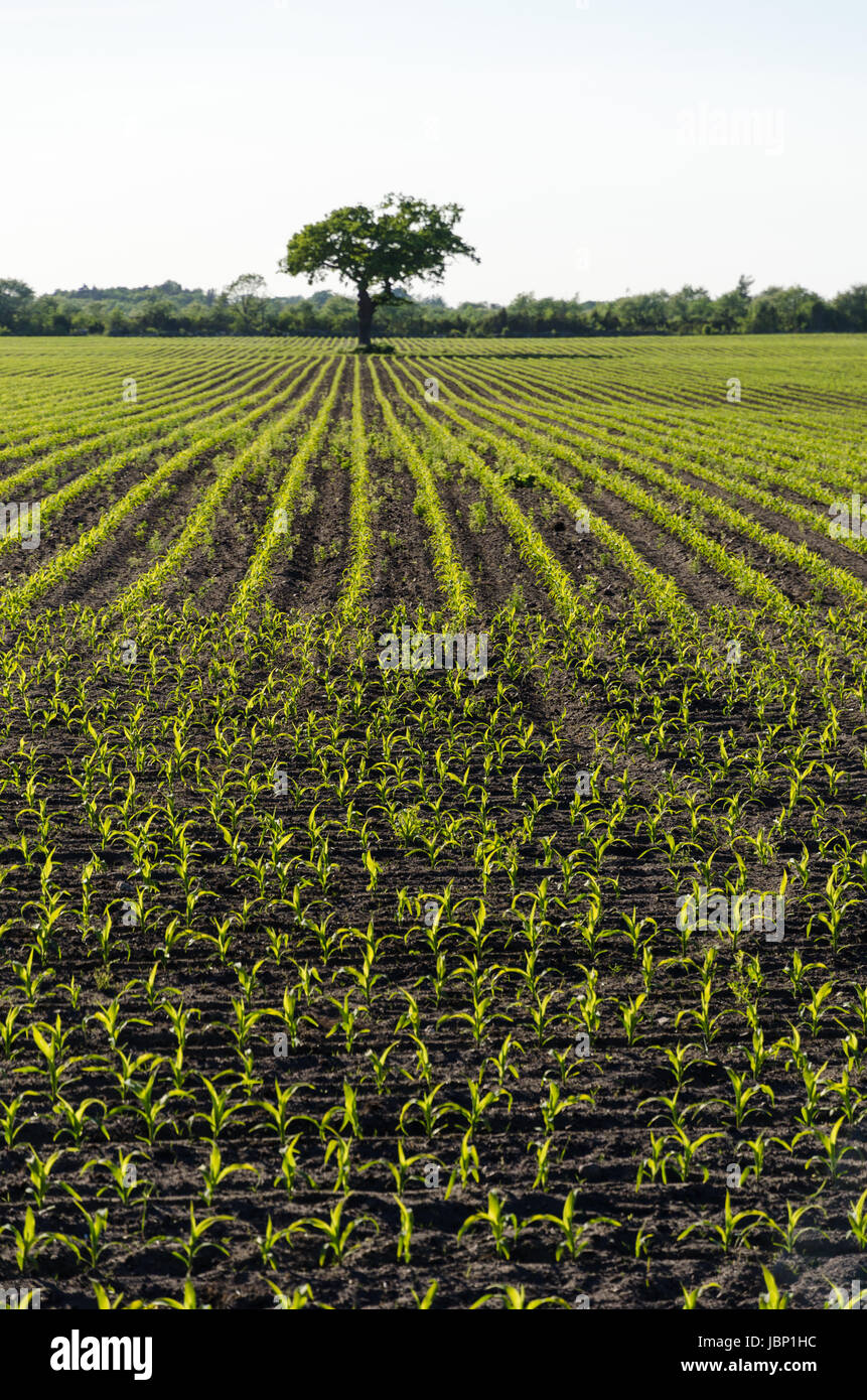 Swedish farmers hi-res stock photography and images - Alamy