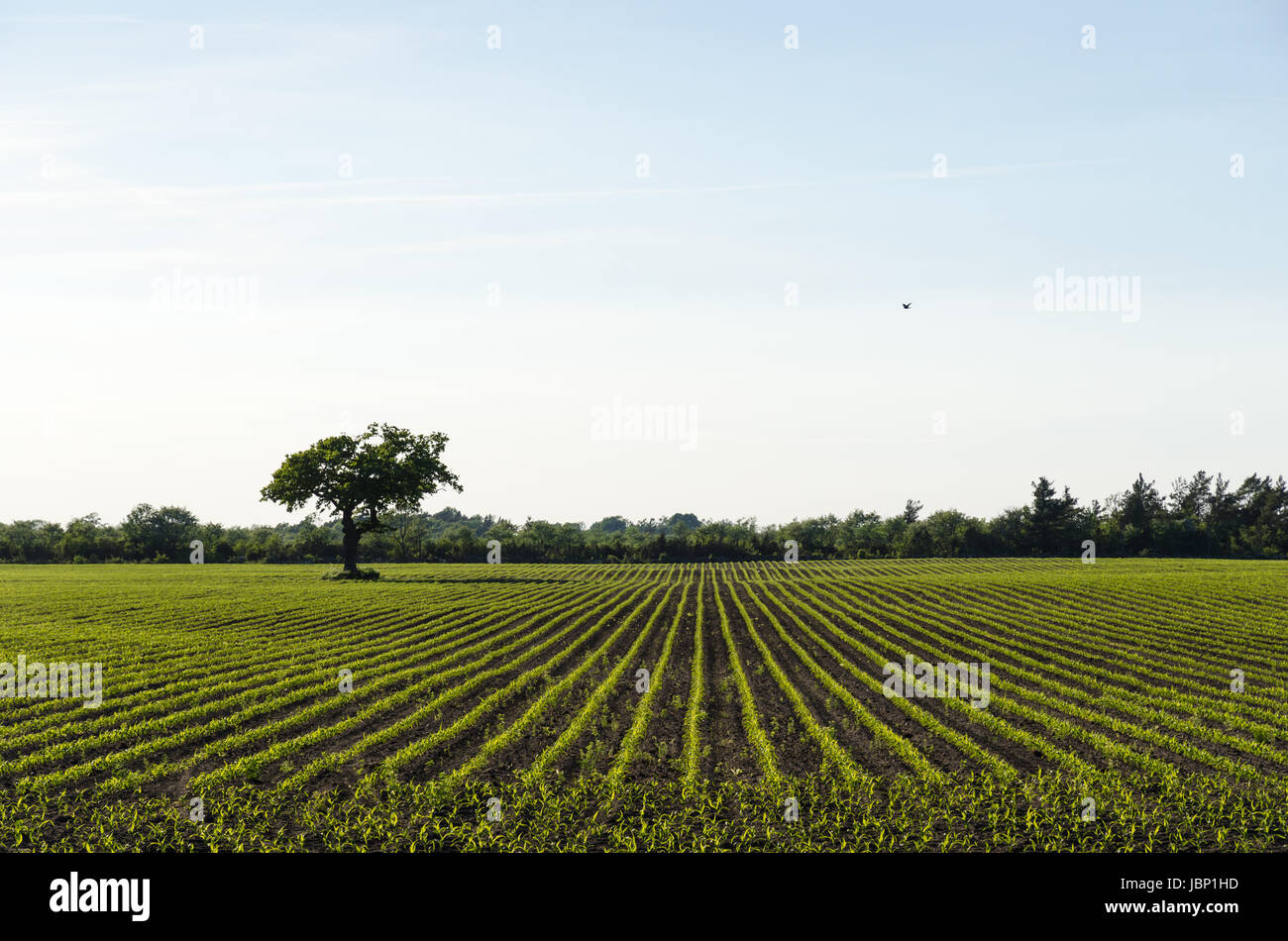 Swedish farmers hi-res stock photography and images - Alamy