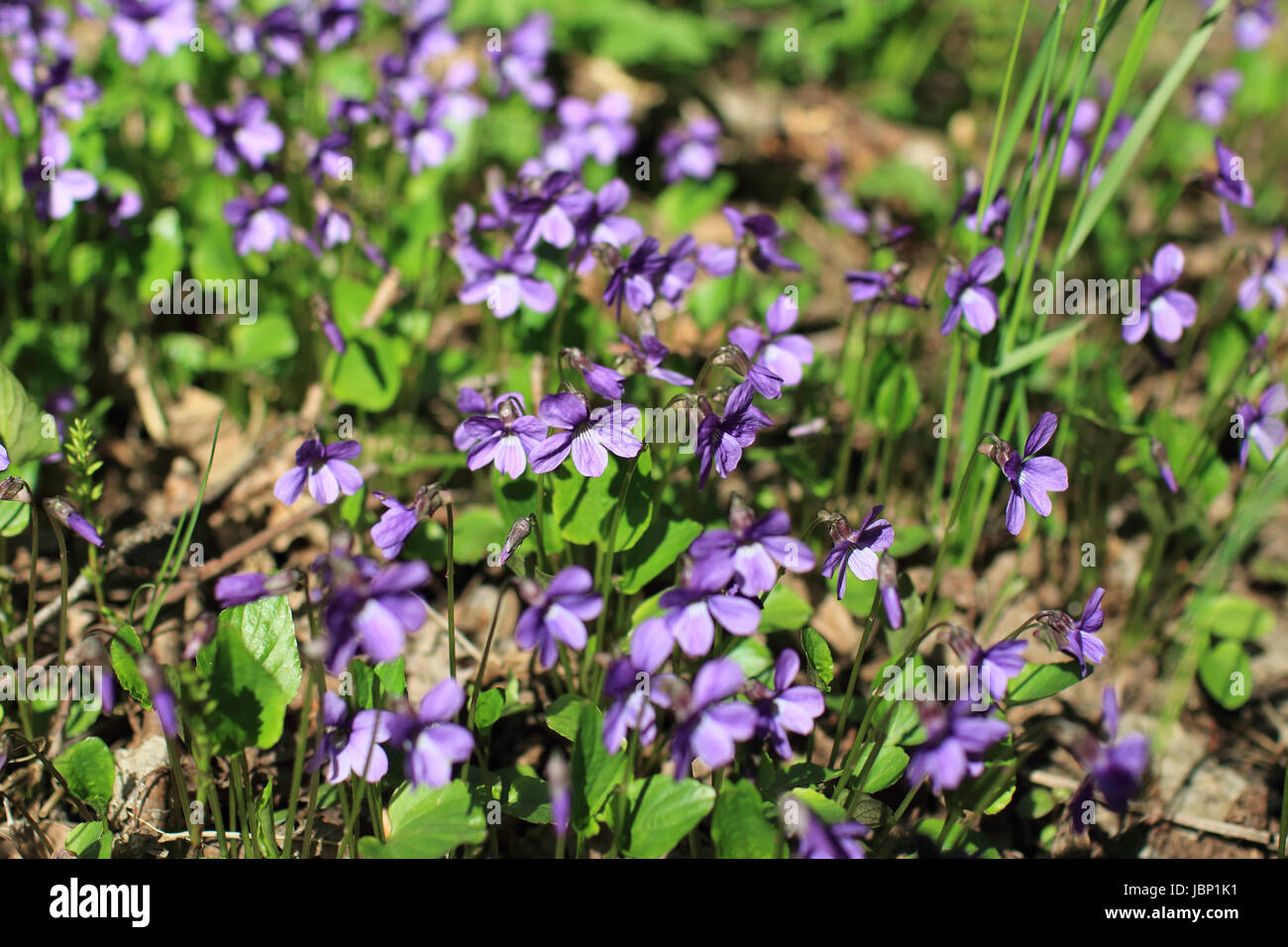 violets spring primrose among last year's leaves Stock Photo - Alamy