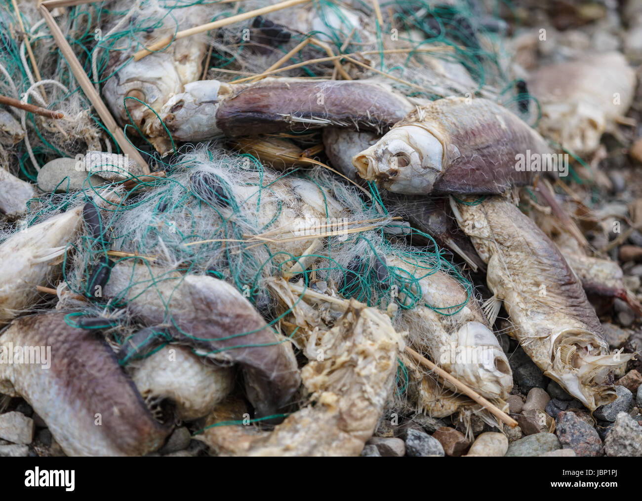 Lot of dead fish entangled in a fishing net on the shore Stock Photo ...