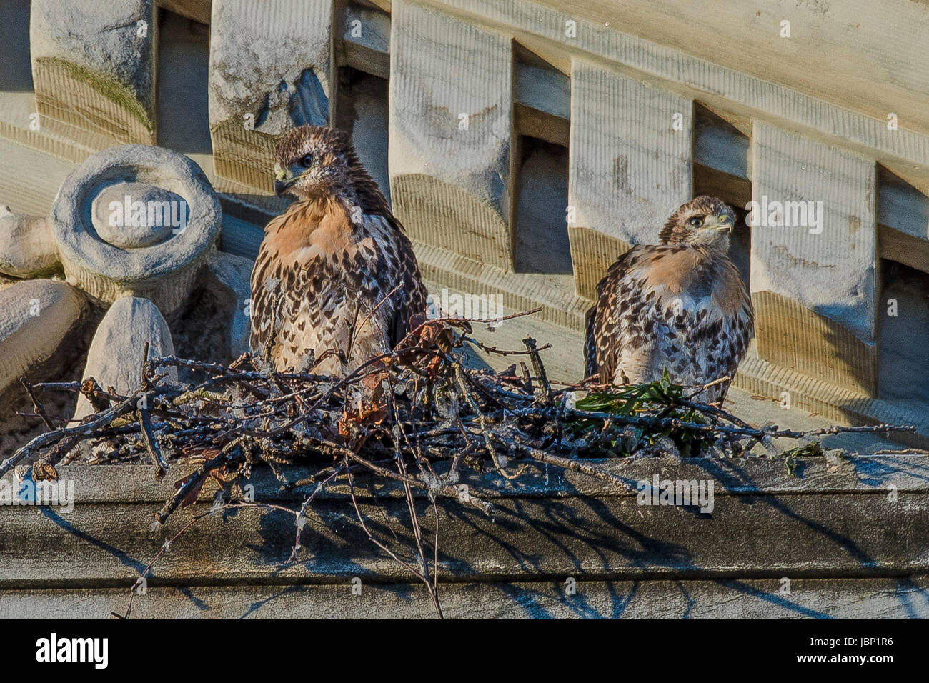 A pair of fledging red-tailed hawk in their nest atop the U.S ...