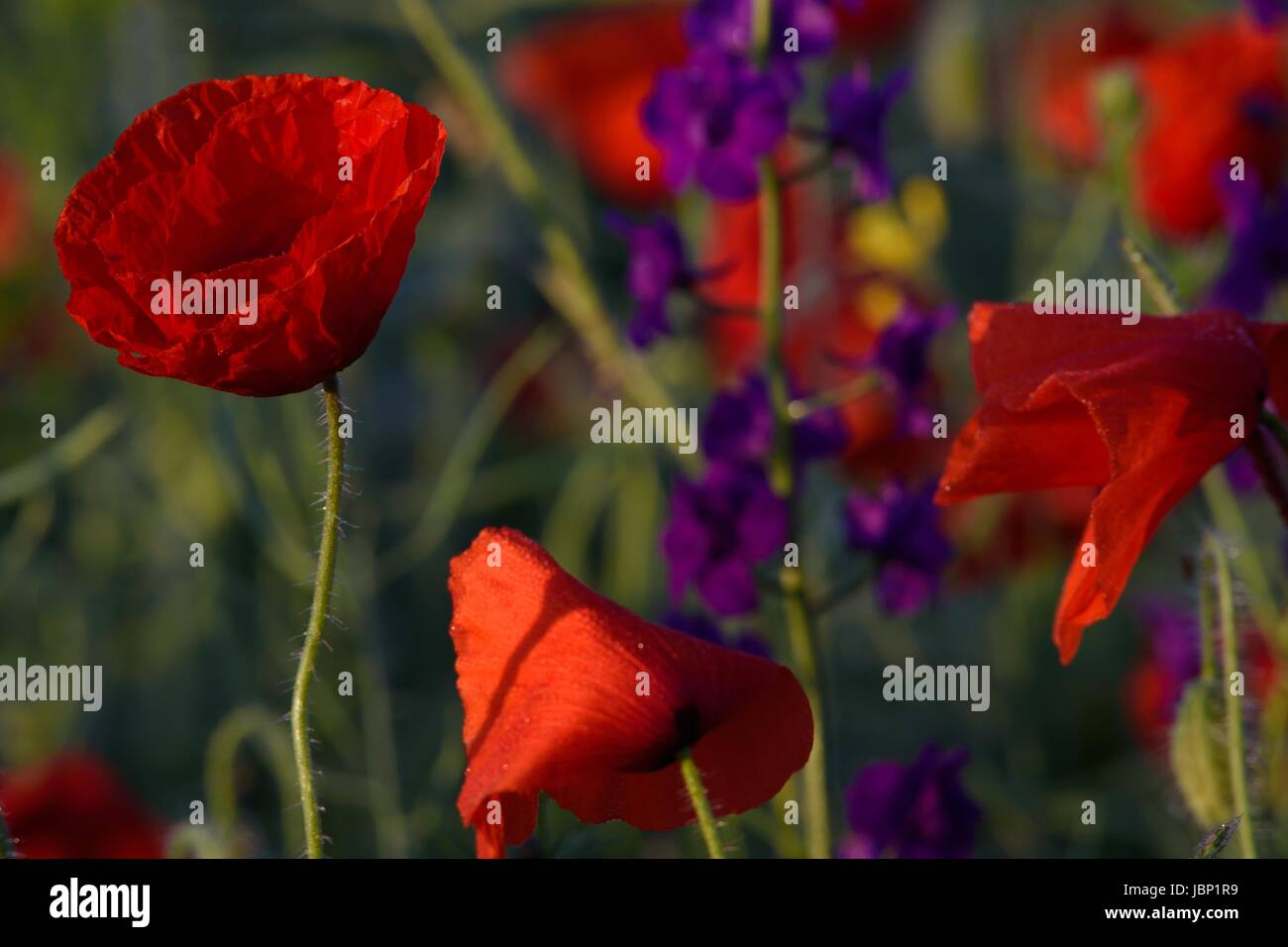 Red and purple flowers Stock Photo - Alamy