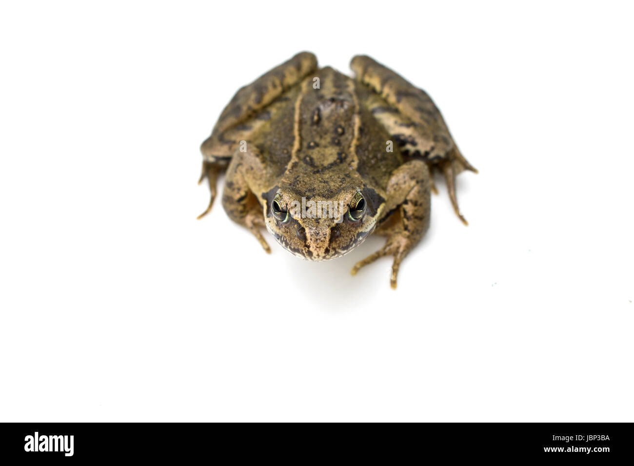 Common English Wild Frog on White Background Stock Photo - Alamy