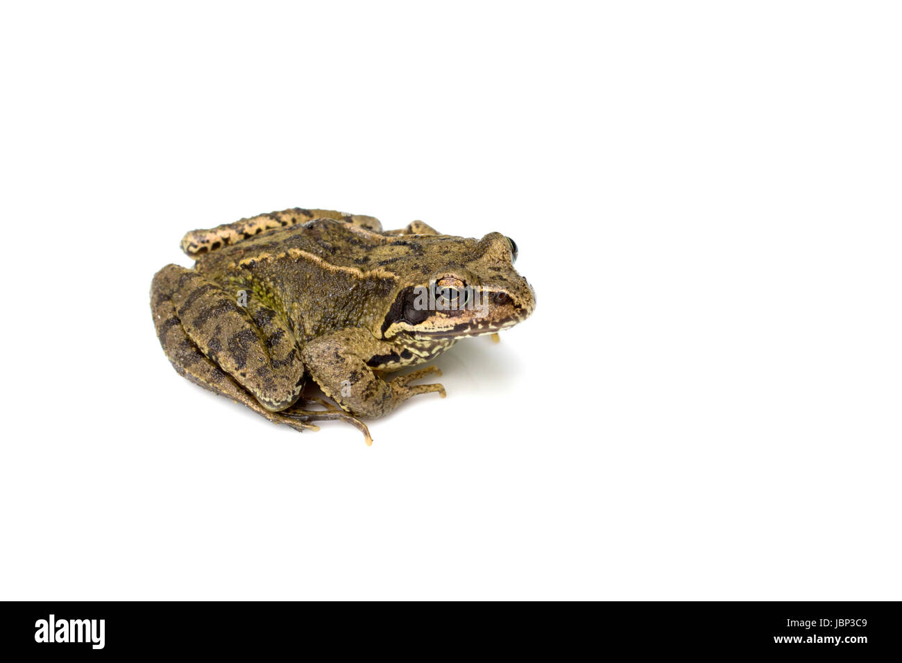 Common English Wild Frog on White Background Stock Photo - Alamy