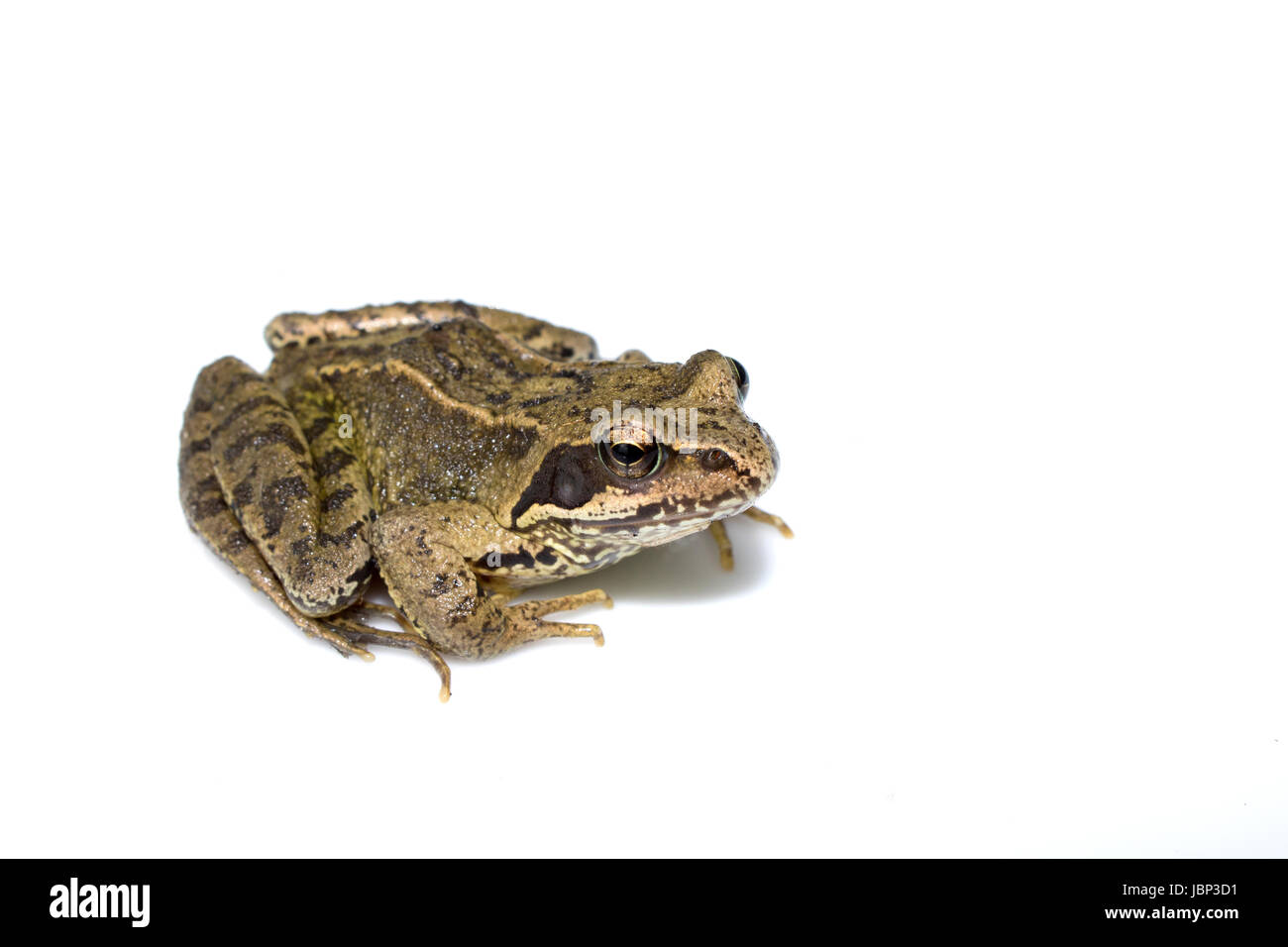 Common English Wild Frog on White Background Stock Photo - Alamy