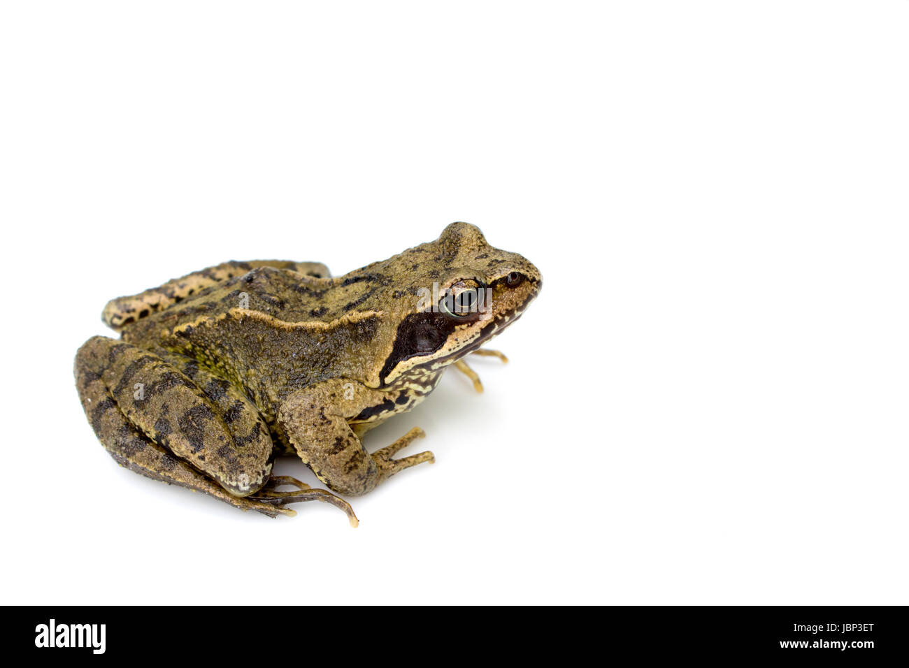 English frog hi-res stock photography and images - Alamy