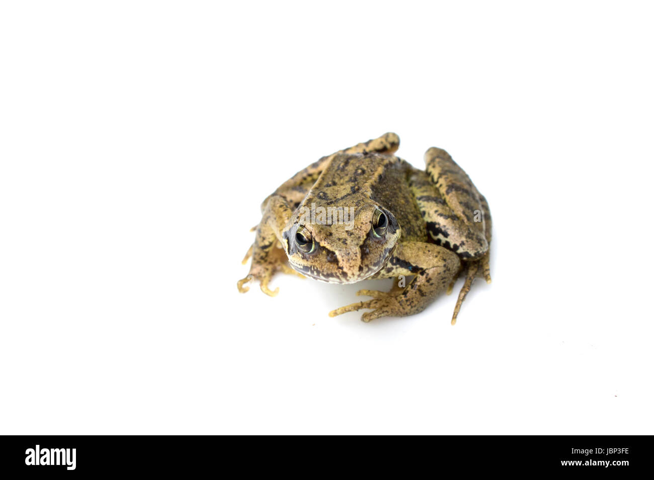 Common English Wild Frog on White Background Stock Photo - Alamy