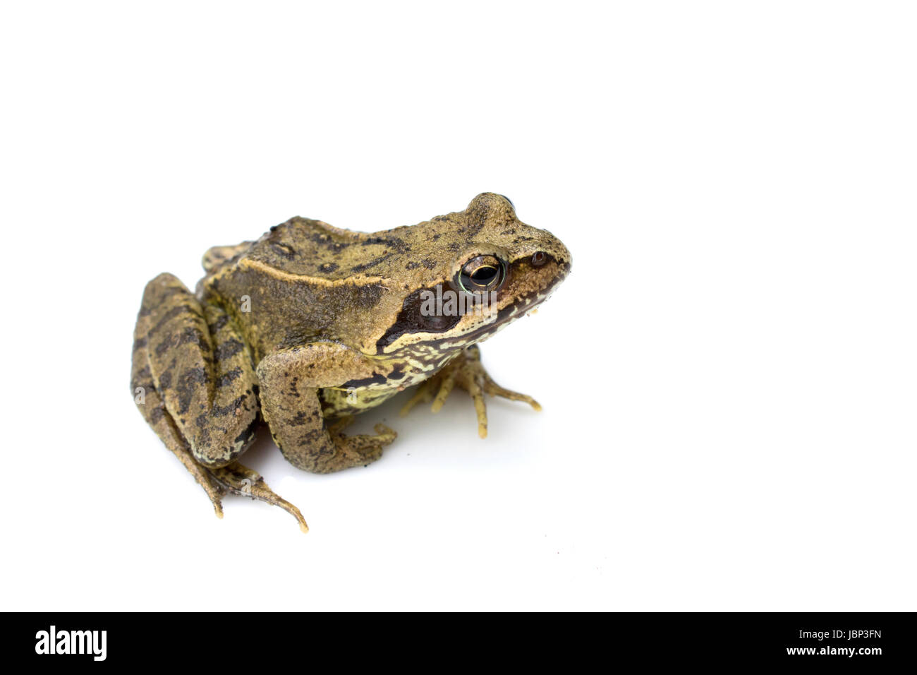 Common English Wild Frog on White Background Stock Photo - Alamy
