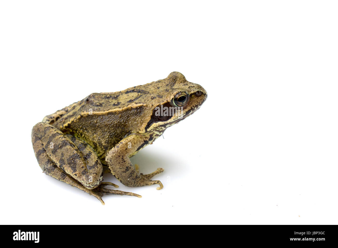 Common English Wild Frog on White Background Stock Photo - Alamy