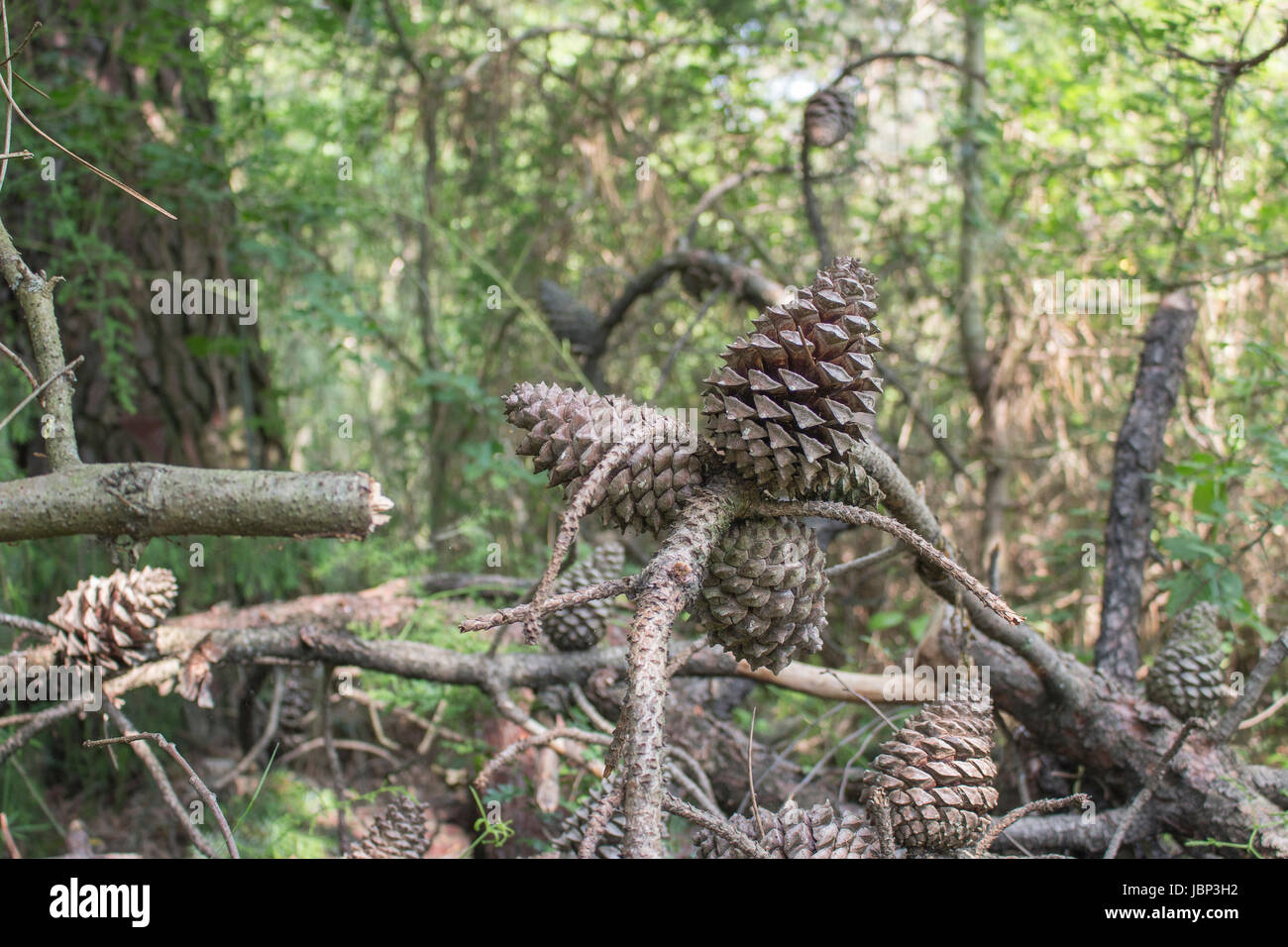 Pine cones in the pinewood forest along the Pialassa della Baiona ...