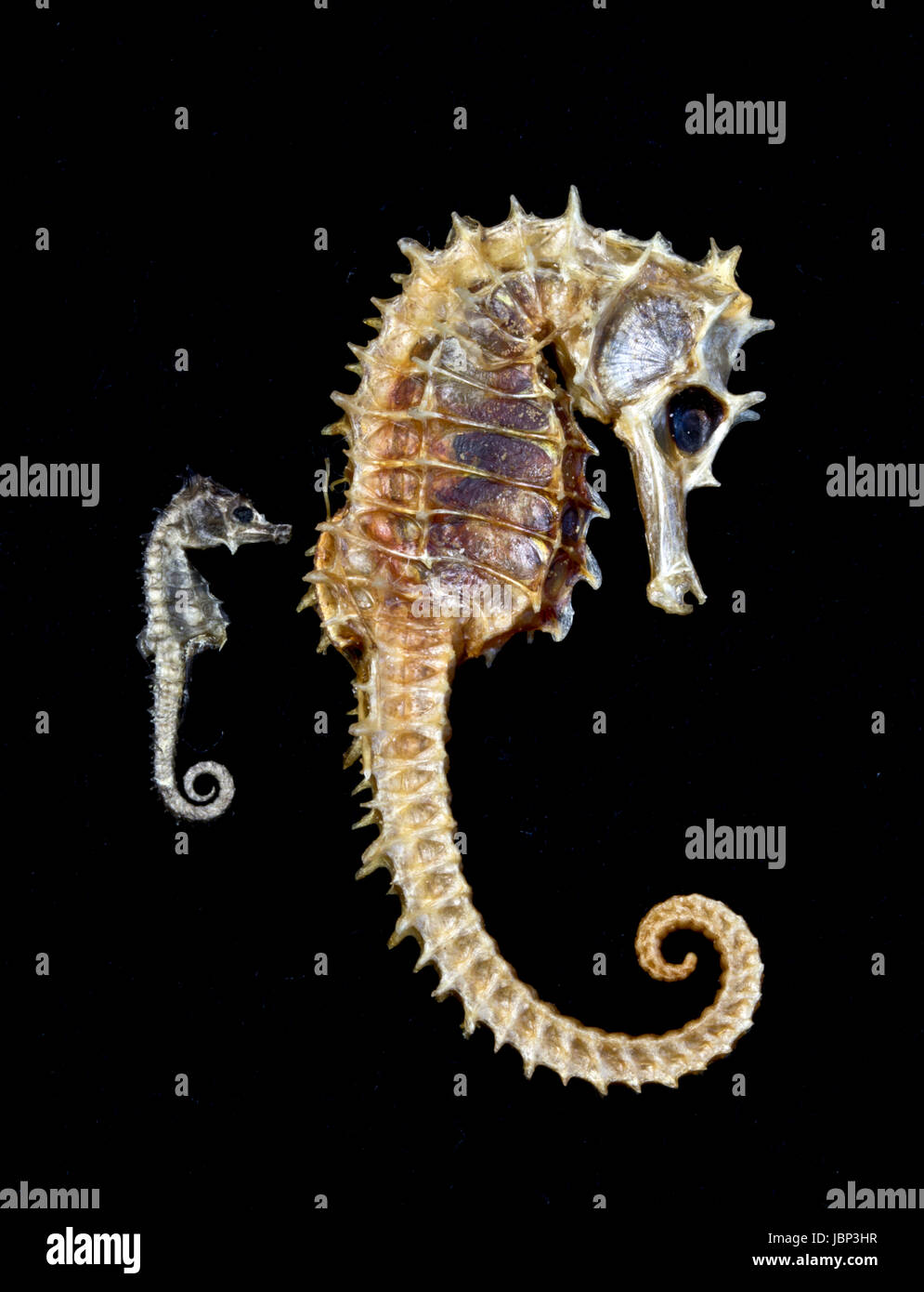 Two Micro Seahorses on Plain Background Stock Photo - Alamy