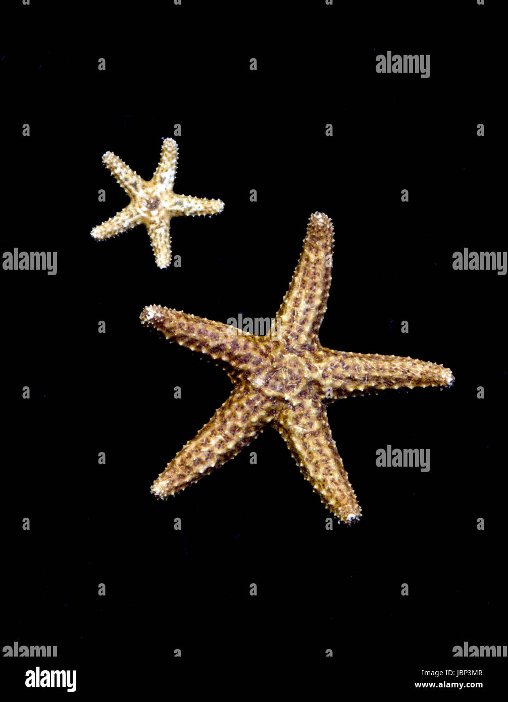 Small Starfish on Plain Background Stock Photo - Alamy