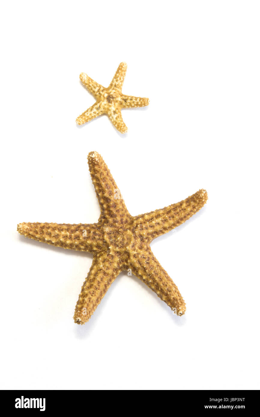 Small Starfish on Plain Background Stock Photo - Alamy