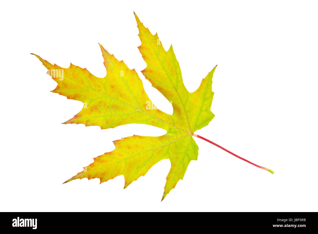 autumn maple leaf isolated on white background Stock Photo - Alamy