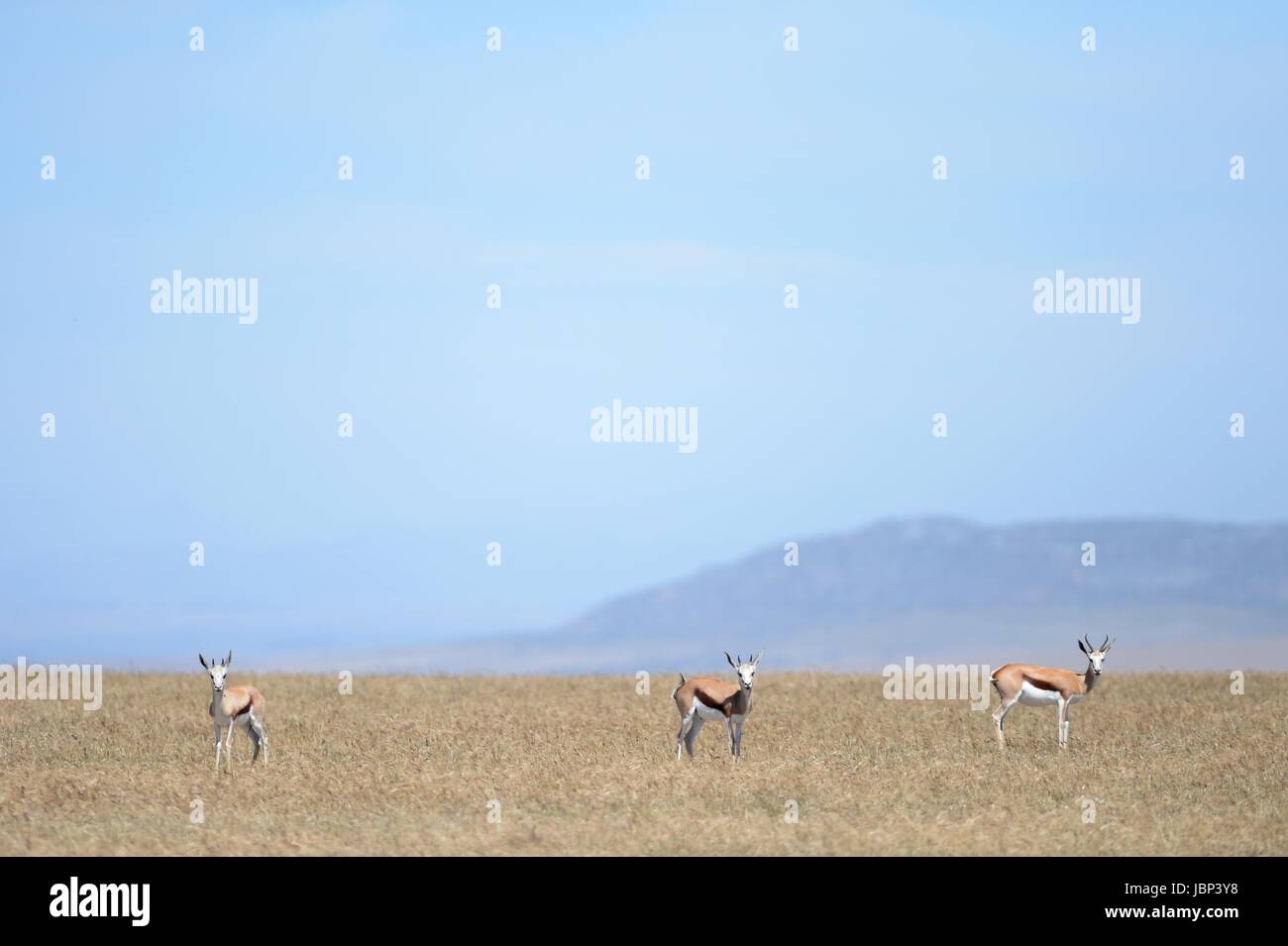 African Gazelle in an open field in South Africa Stock Photo - Alamy