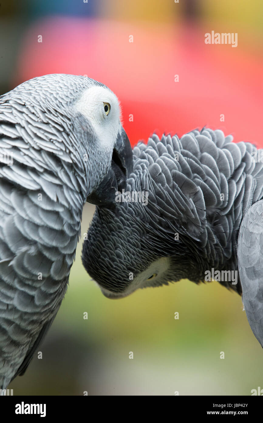 parrot bird sitting on the perch Stock Photo - Alamy