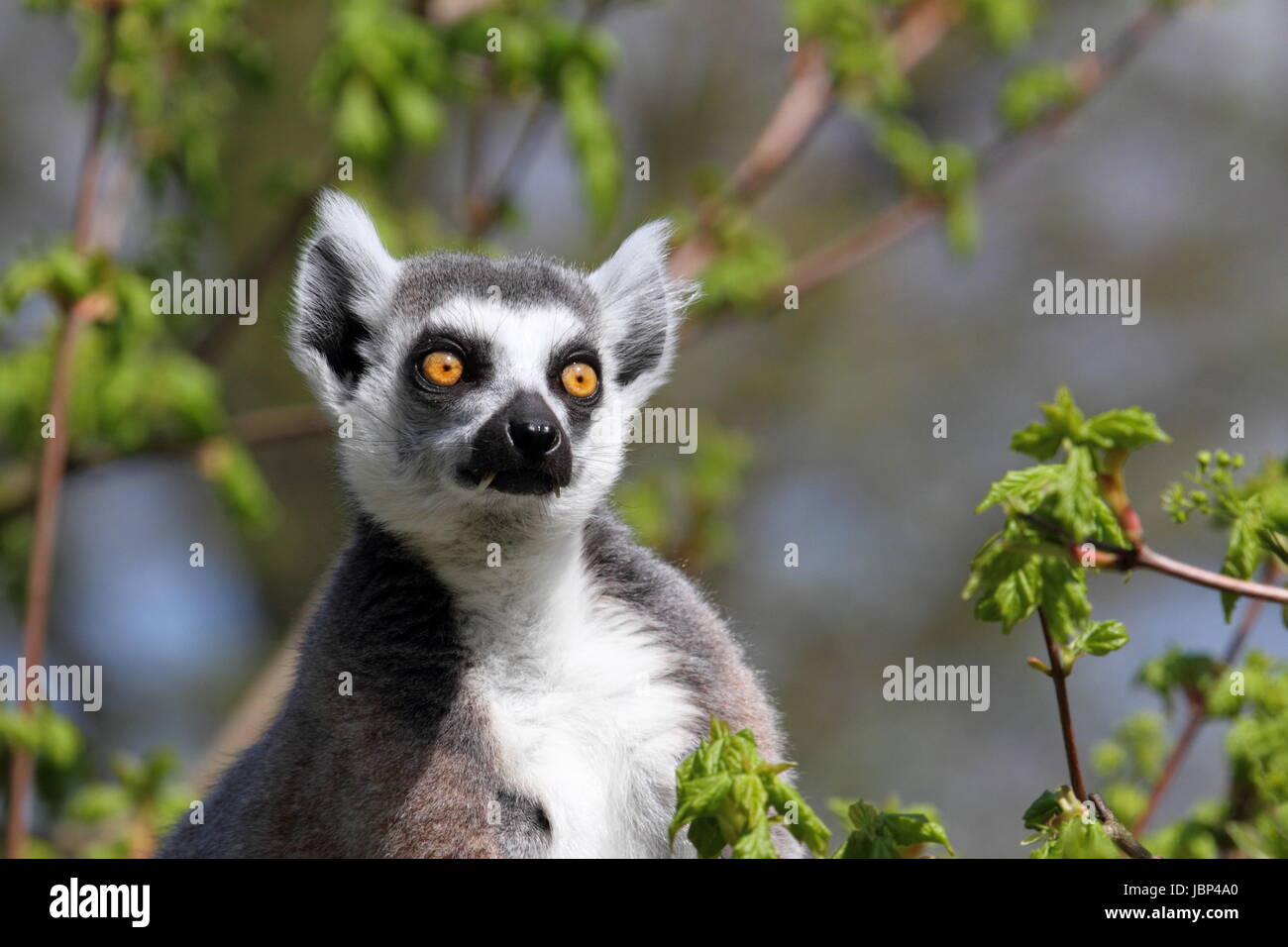 katta sitting in tree Stock Photo - Alamy