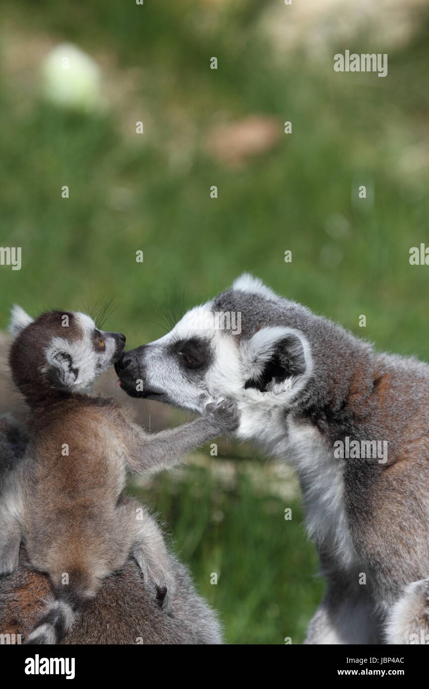 Snow monkey cub hi-res stock photography and images - Alamy