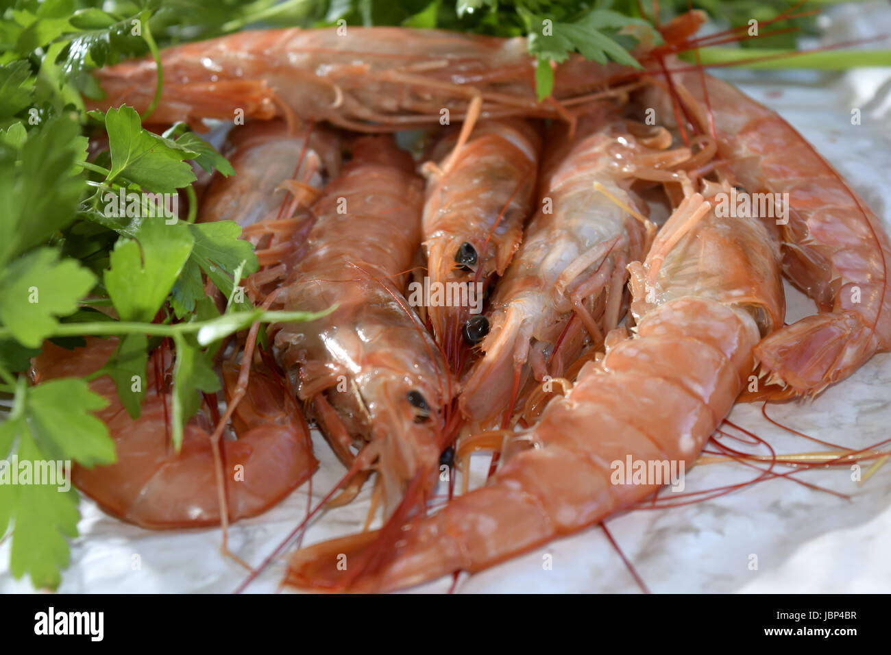 typical crustaceans of the mediterranean: imperial prawns Stock Photo ...