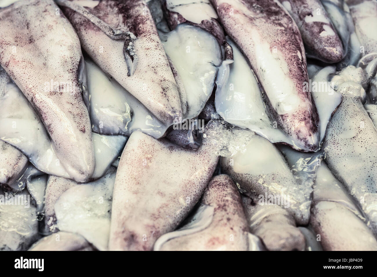 Decapodiformes hi-res stock photography and images - Alamy