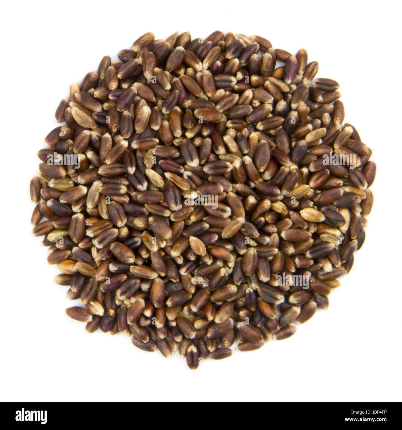 close up of rye isolated on white background Stock Photo - Alamy