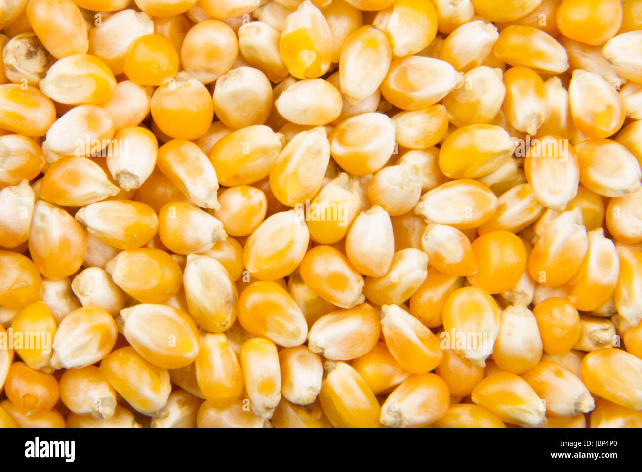close up of many corn full of background Stock Photo - Alamy