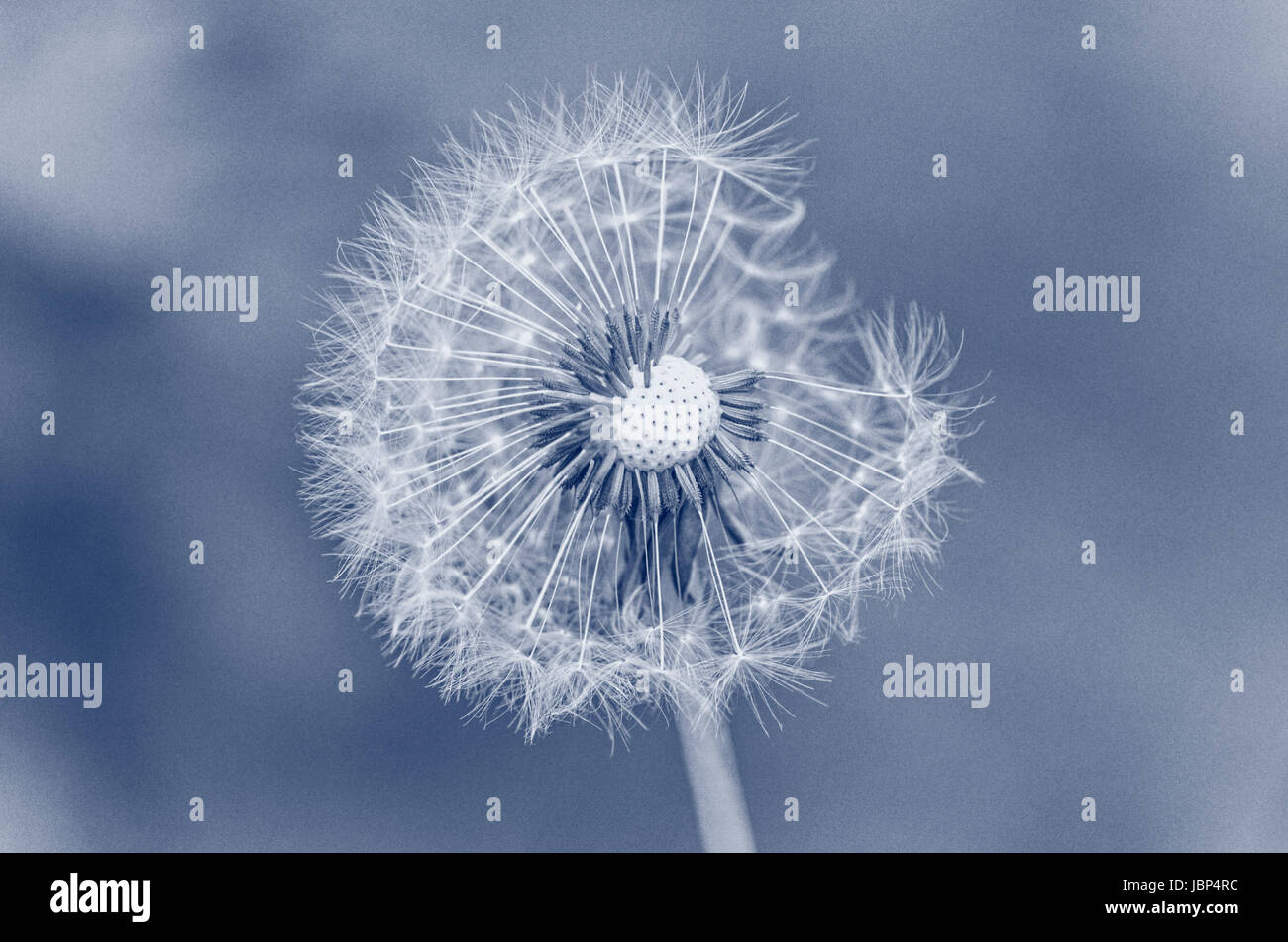 Amazing dandelion picture with amazing colors Stock Photo - Alamy