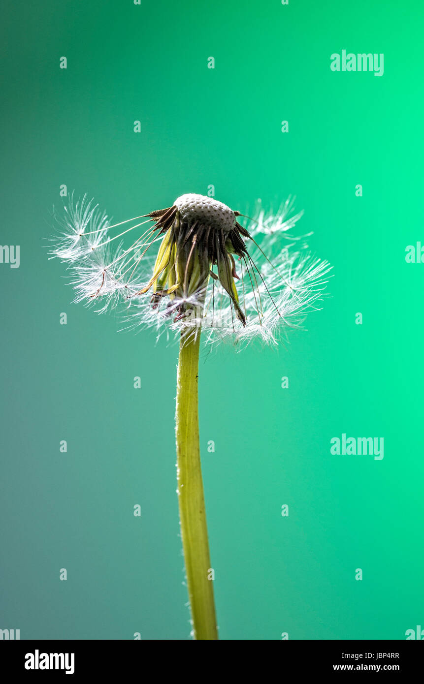 Beautiful dandelion with great colors Stock Photo - Alamy