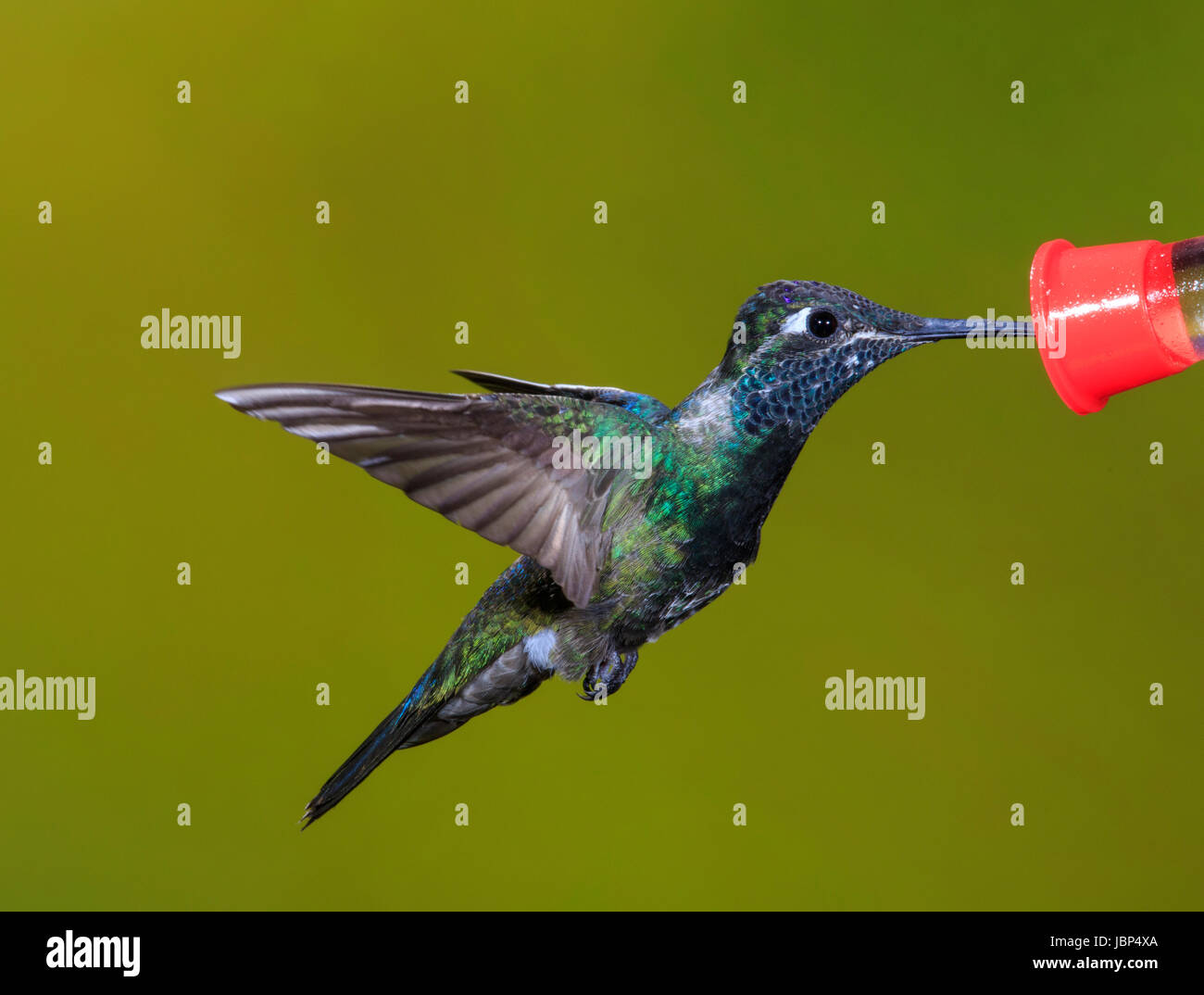 Magnificent Hummingbird (Eugenes fulgens), male at feeder Stock Photo ...
