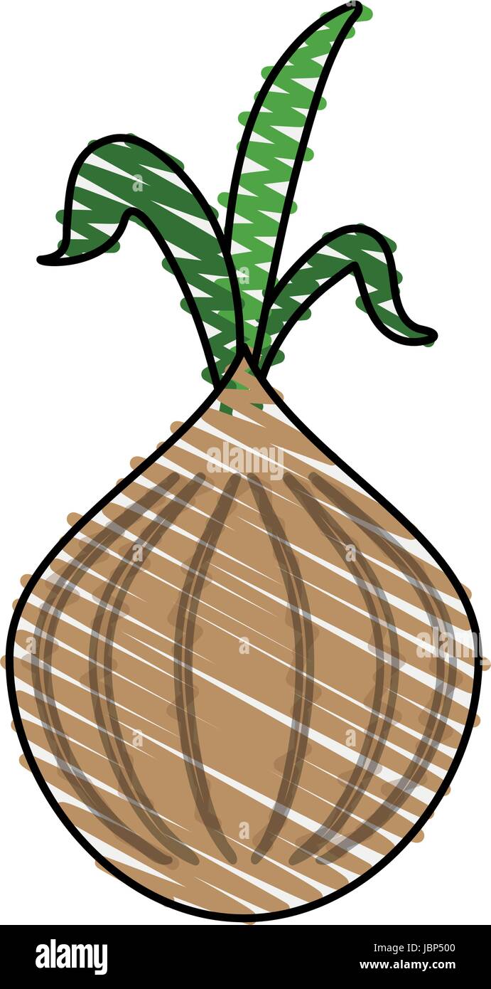 garlic food doodle illustration Stock Vector Image & Art - Alamy