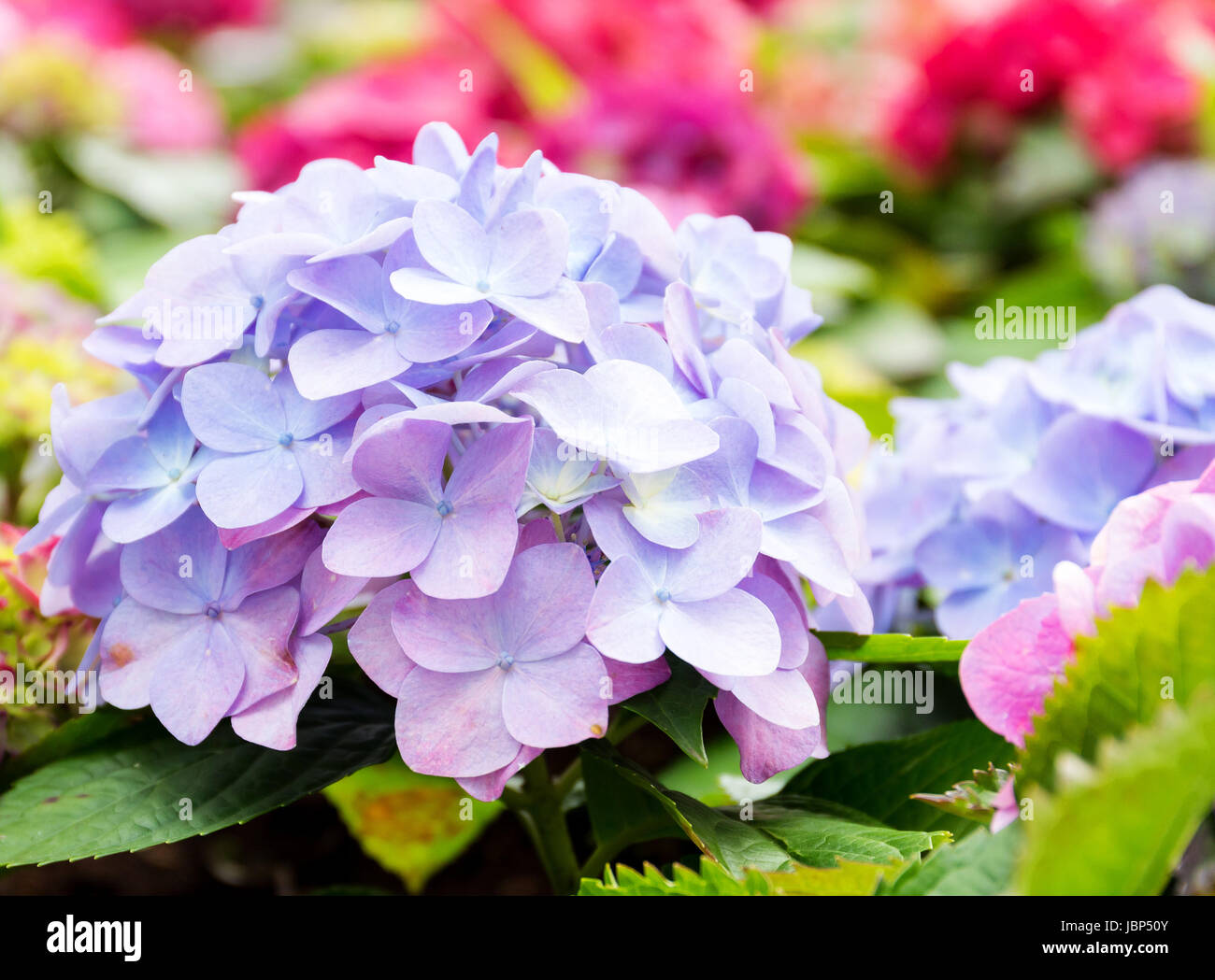 Purple blue hydrangea flower Stock Photo - Alamy