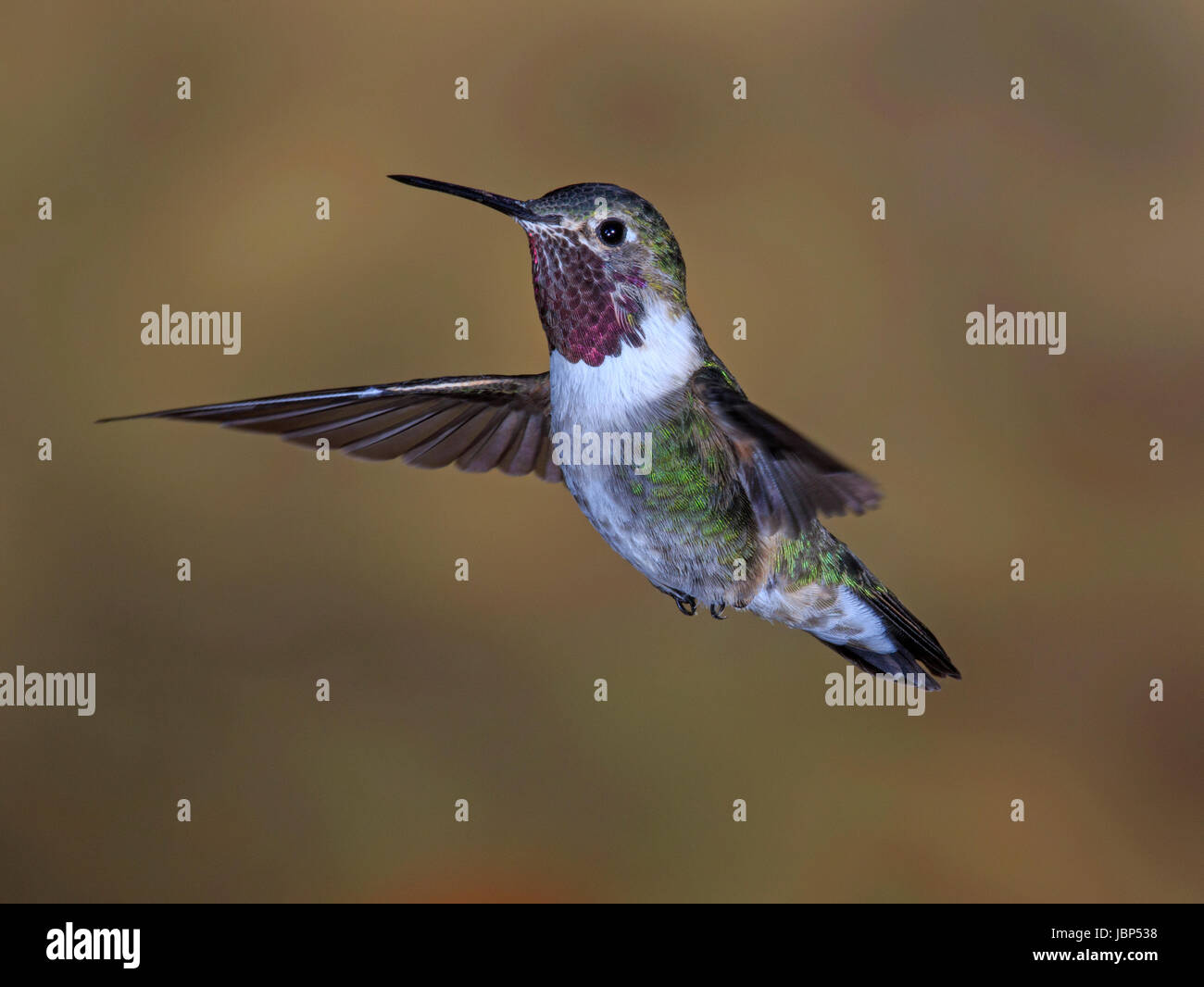 Hummingbird bird male hi-res stock photography and images - Alamy