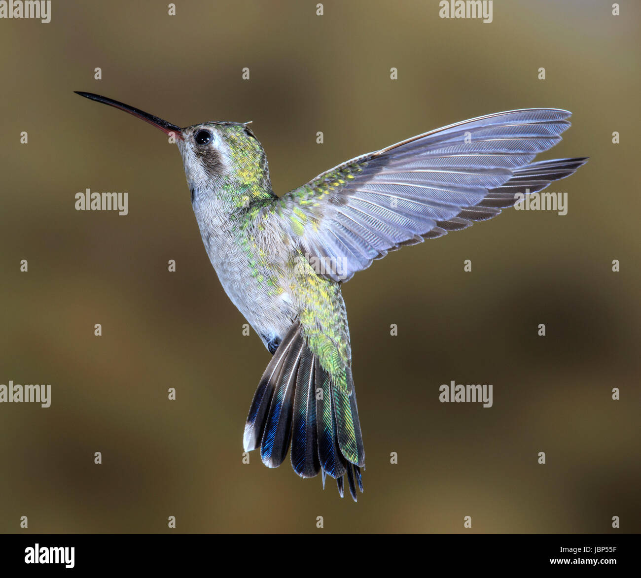 Female broad billed hummingbird (Cynanthus latirostris) in flight Stock ...