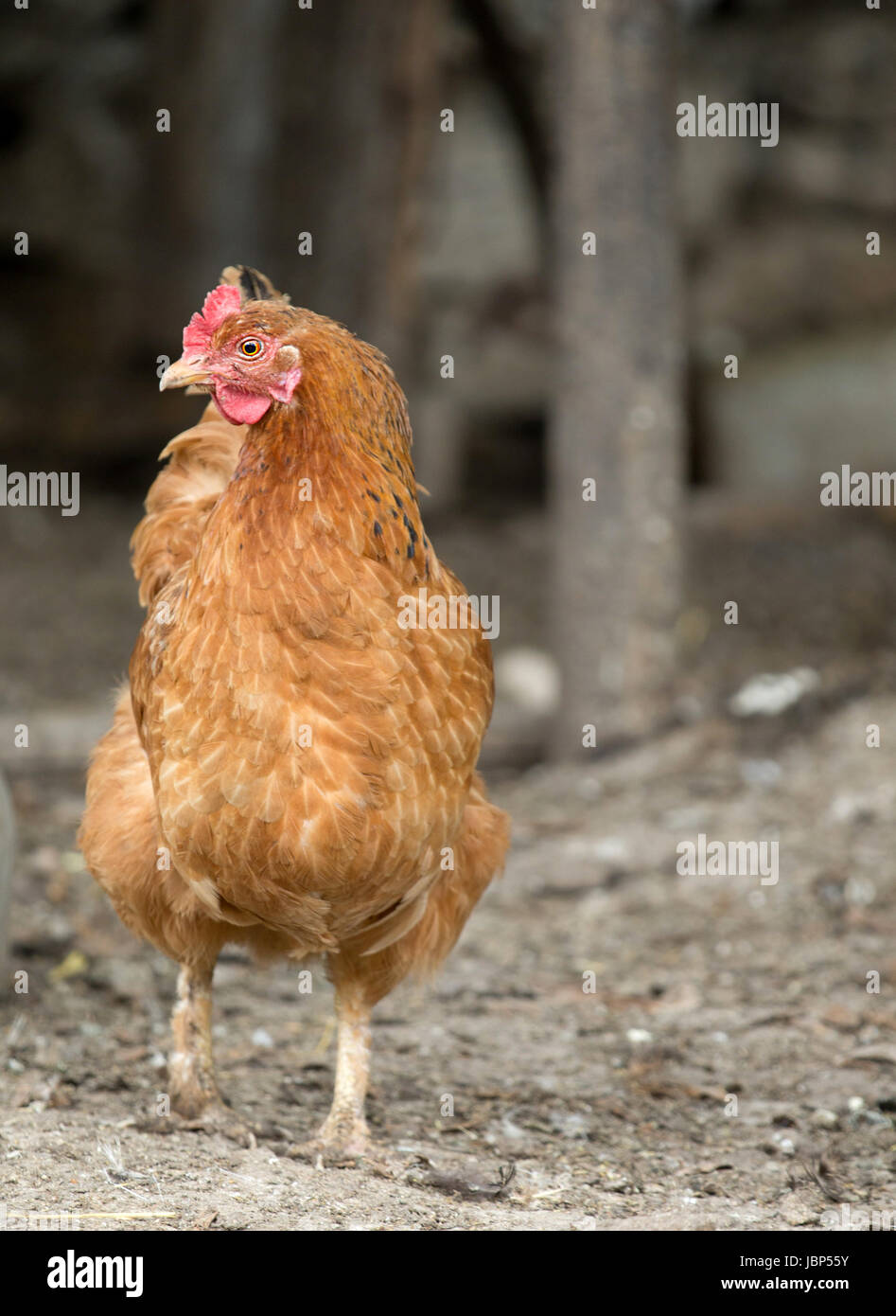 Portrait of a red chicken Stock Photo - Alamy