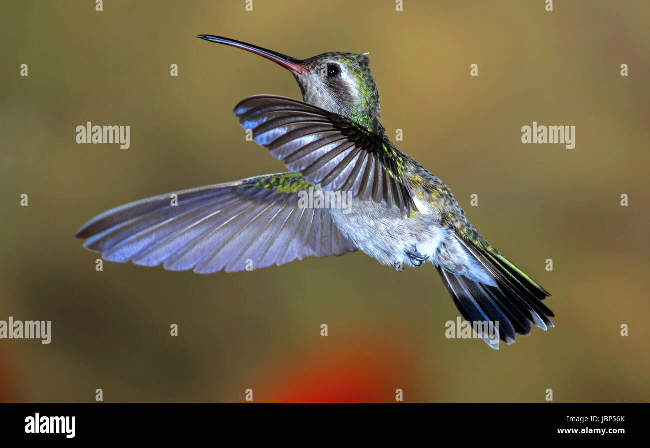 Female broad billed hummingbird (Cynanthus latirostris) in flight Stock ...