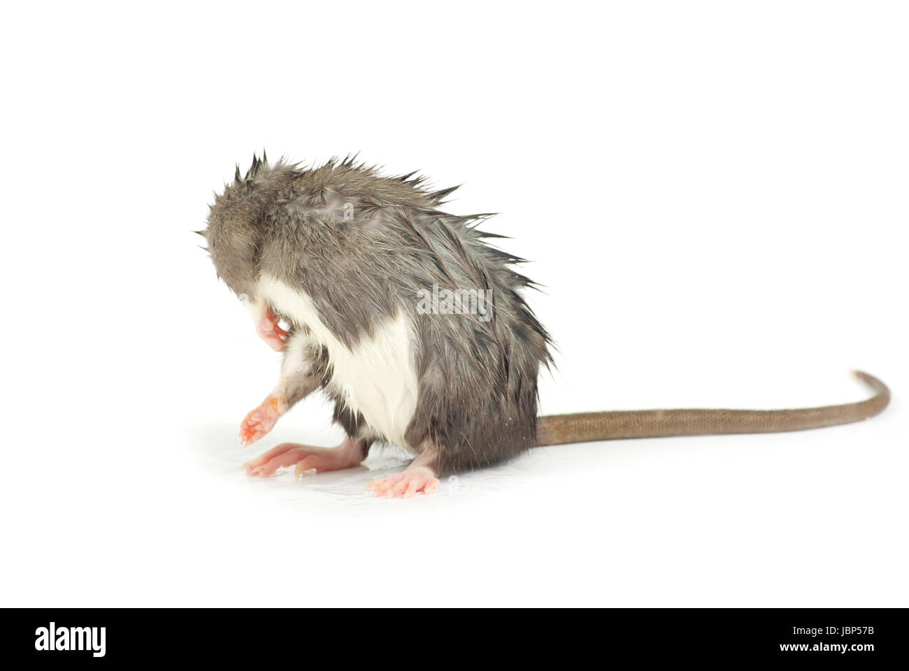 funny rat isolated on white background Stock Photo - Alamy