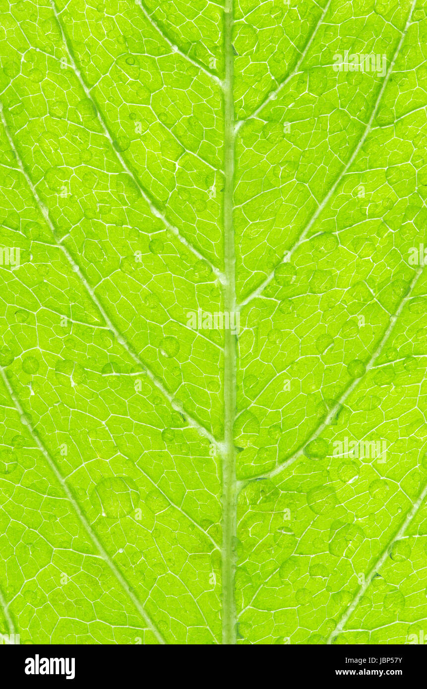 structure of leaf natural background Stock Photo - Alamy