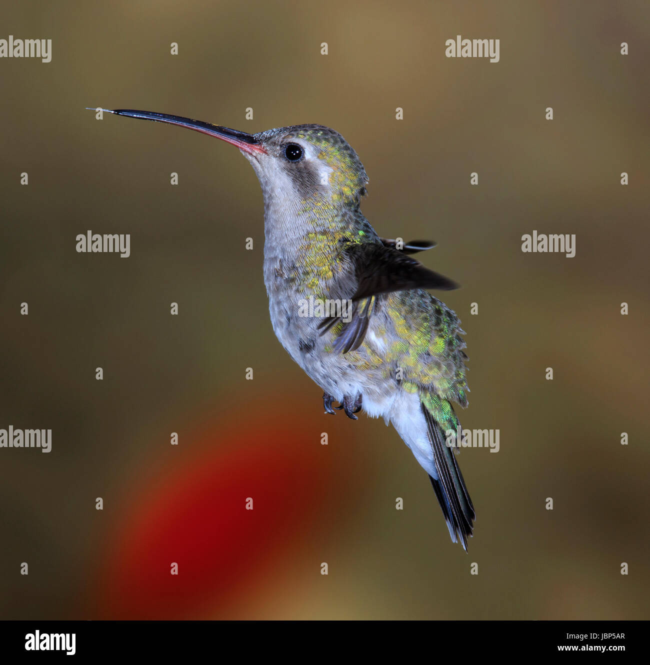 Female broad billed hummingbird (Cynanthus latirostris) in flight Stock ...