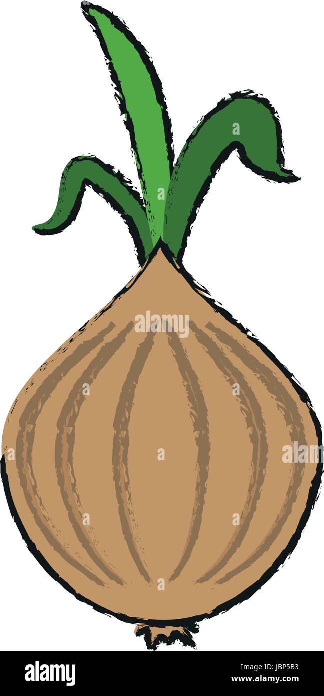 garlic food draw illustration Stock Vector Image & Art - Alamy
