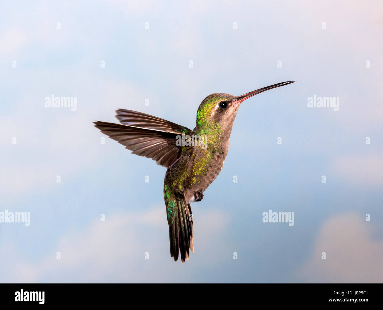Female broad billed hummingbird (Cynanthus latirostris) in flight Stock ...