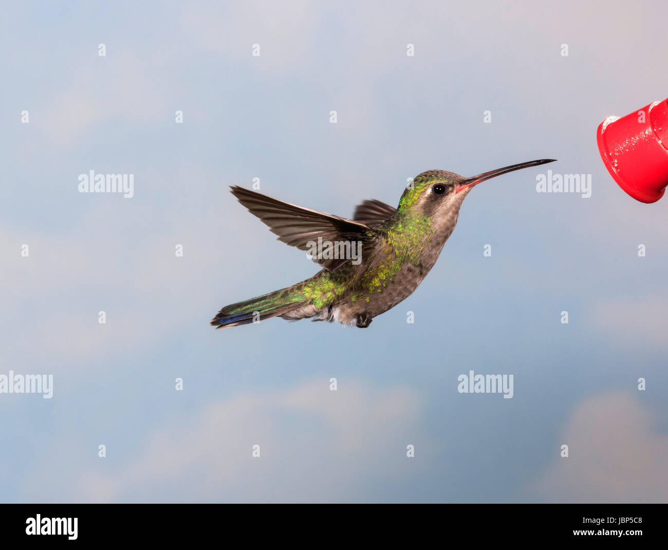 Female broad billed hummingbird (Cynanthus latirostris) in flight, at ...