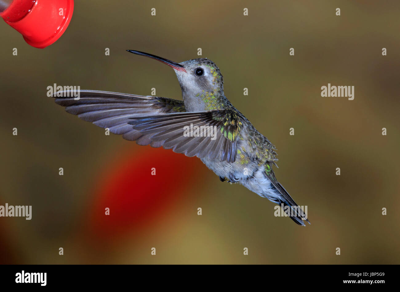 Female broad billed hummingbird (Cynanthus latirostris) in flight, at ...
