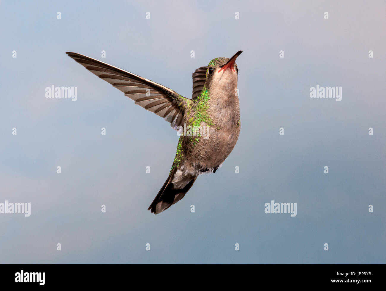 Female broad billed hummingbird (Cynanthus latirostris) in flight Stock ...