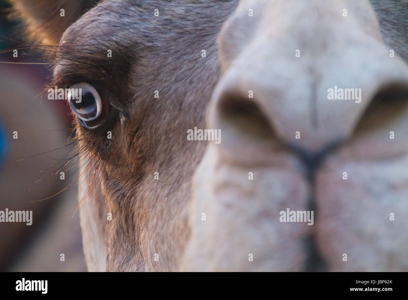 Arabian camel eyelashes hi-res stock photography and images - Alamy