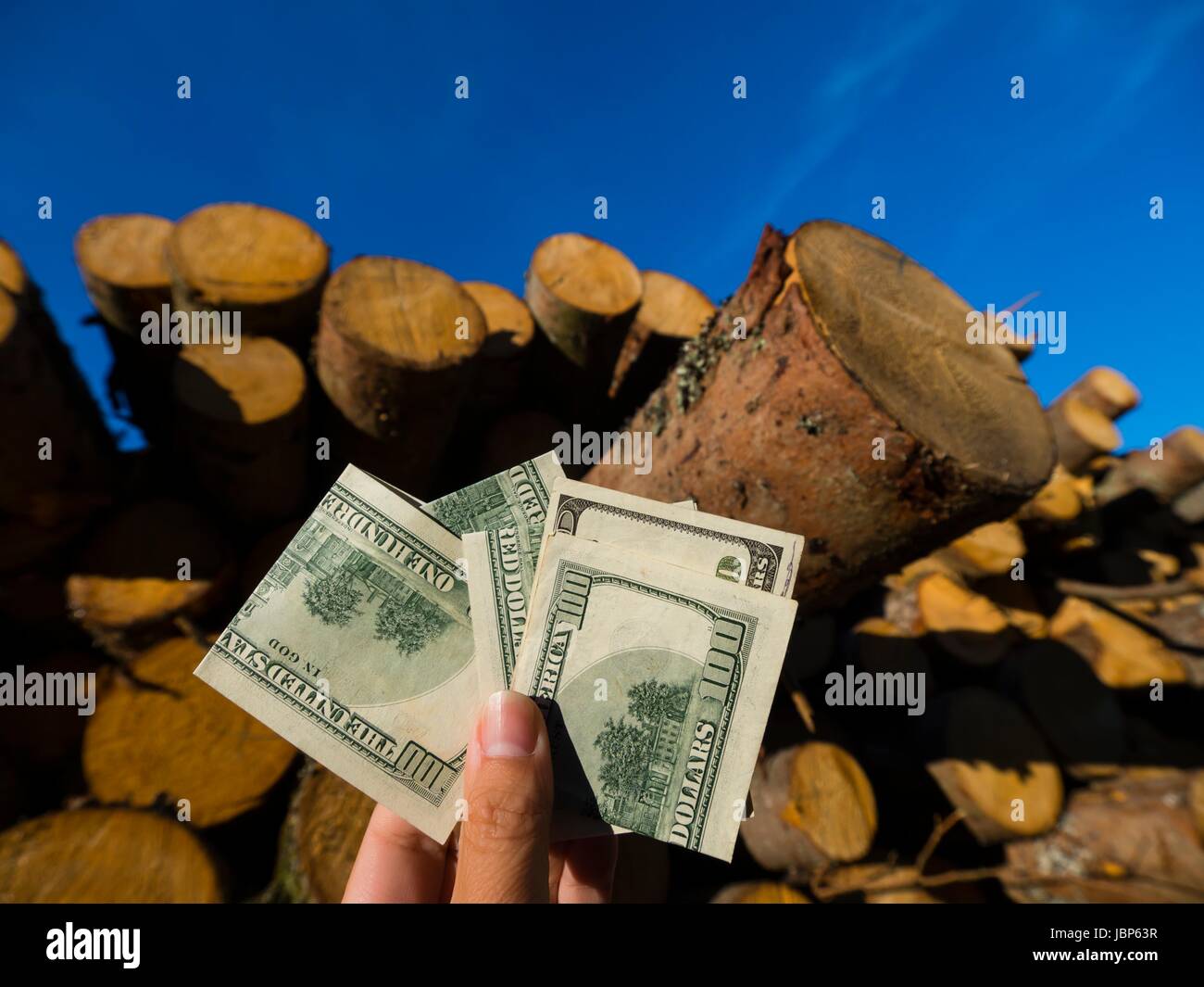 Money in hand holding hold before in front of tree wooden trunks for ...