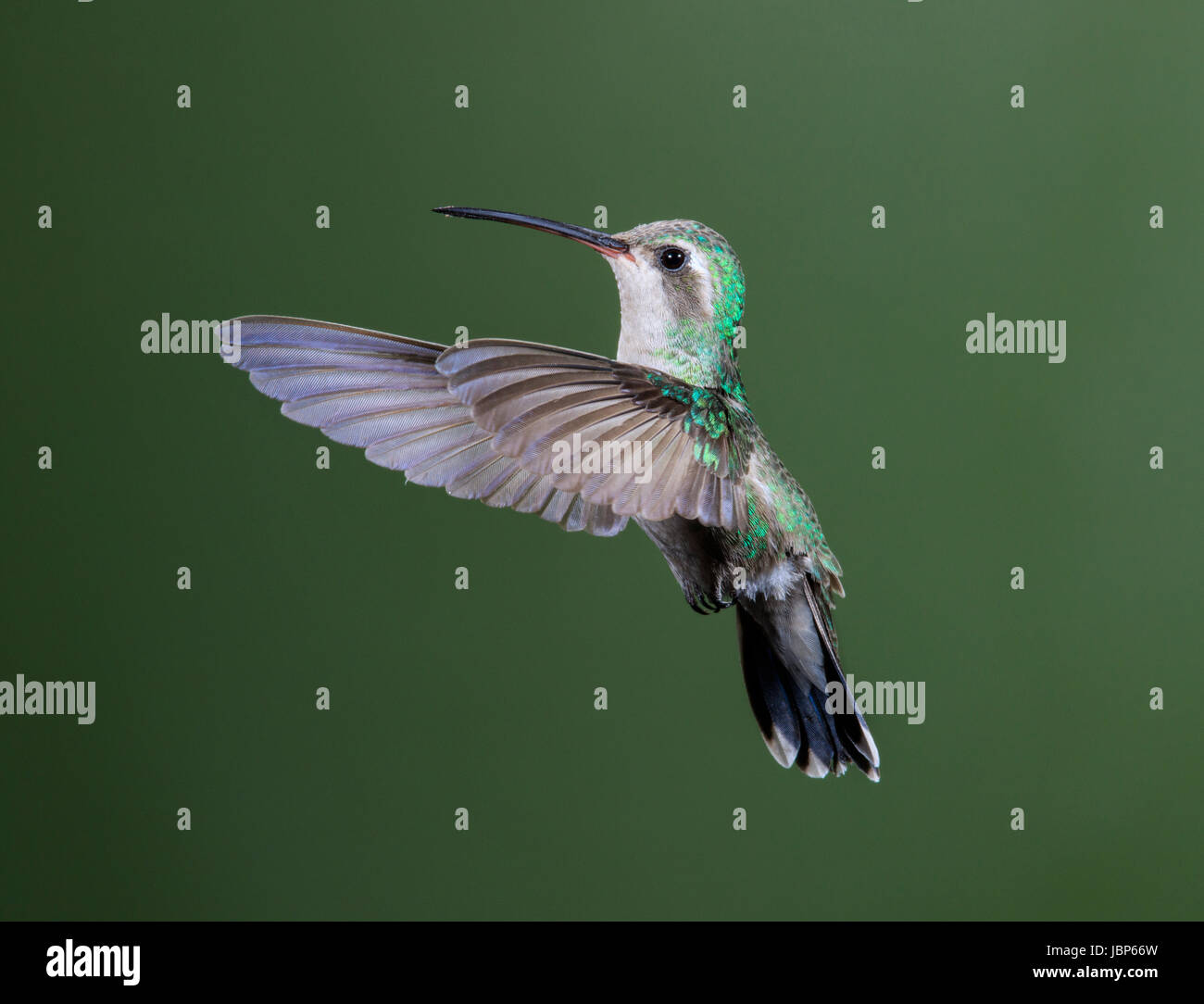Female broad billed hummingbird (Cynanthus latirostris) in flight Stock ...